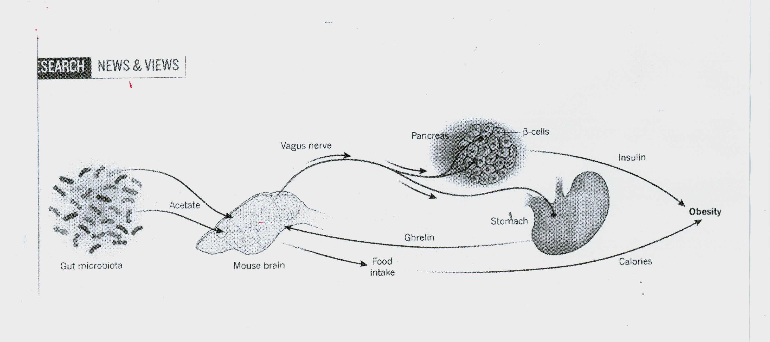 How Gut Bacteria Influences Obesity Wellness Options